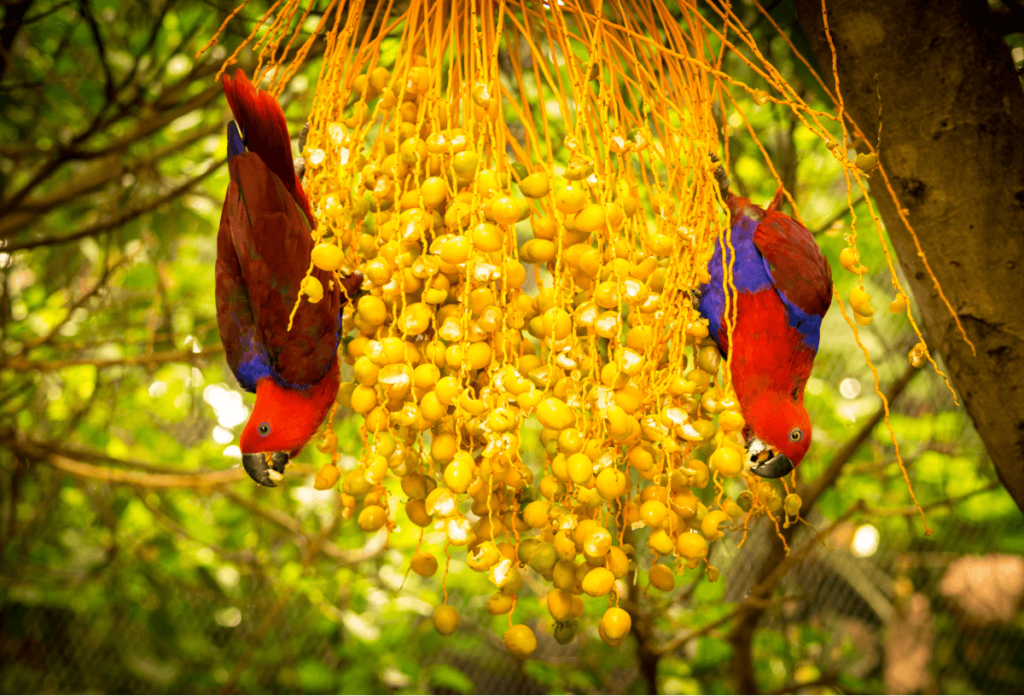 Everything You Need to Know About Loro Parque