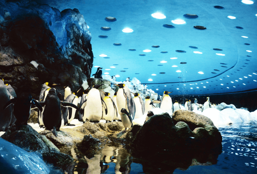 Everything You Need to Know About Loro Parque