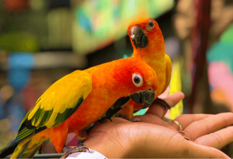 Everything You Need to Know About Loro Parque