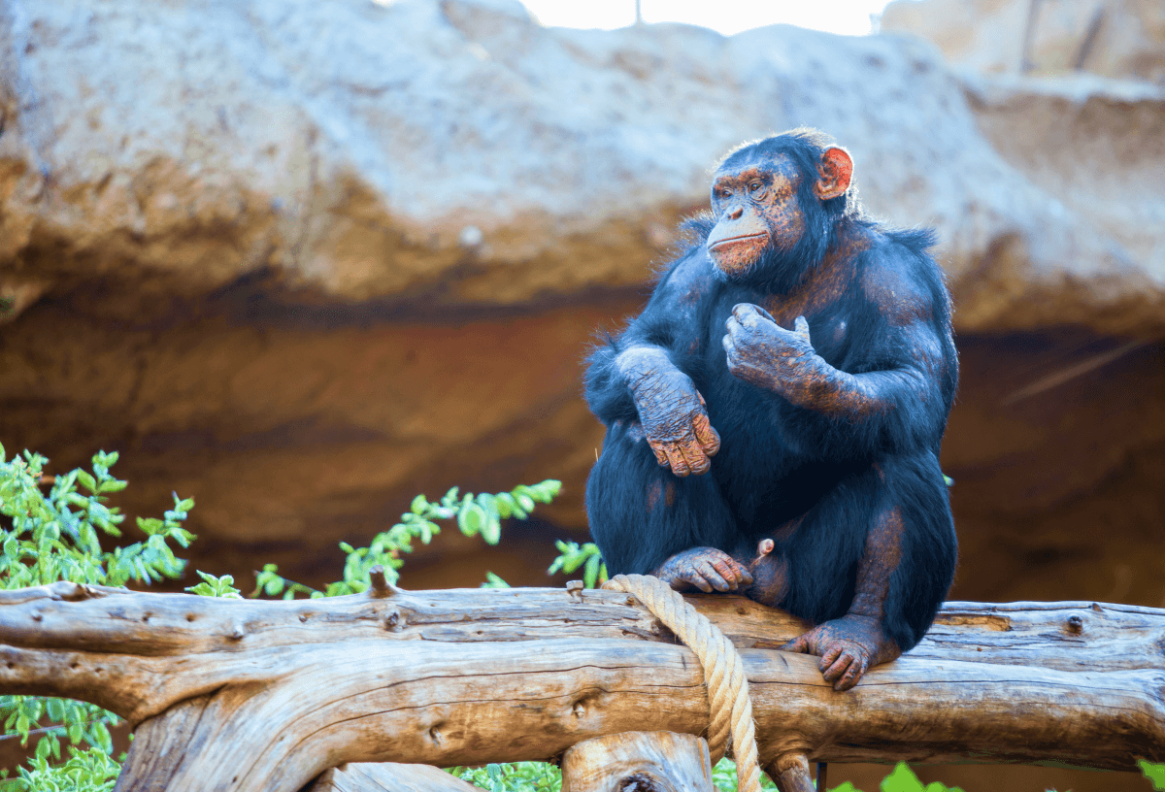 Everything You Need to Know About Loro Parque