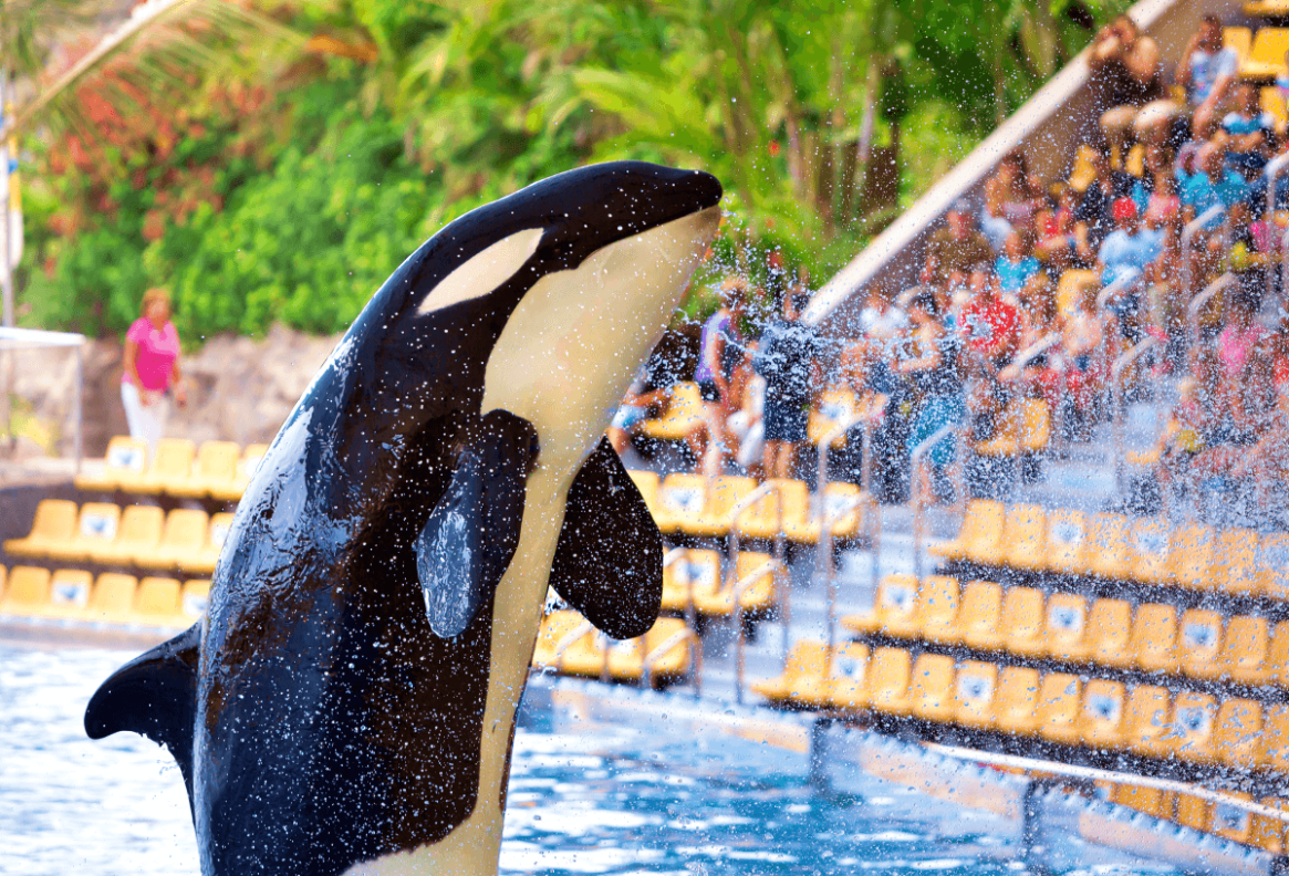 Everything You Need to Know About Loro Parque