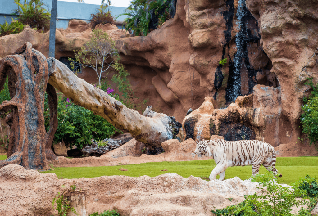 Everything You Need to Know About Loro Parque
