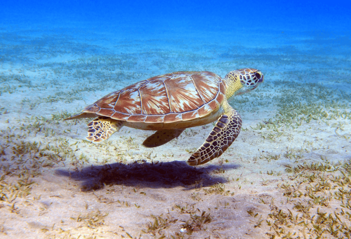 Top 8 Places To See Sea Turtles | Holiday Hypermarket