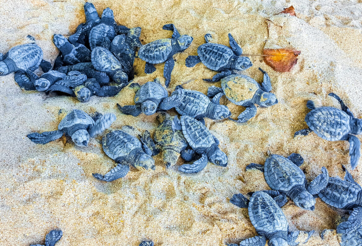 Animals in Cape Verde | What wildlife does cape Verde have?